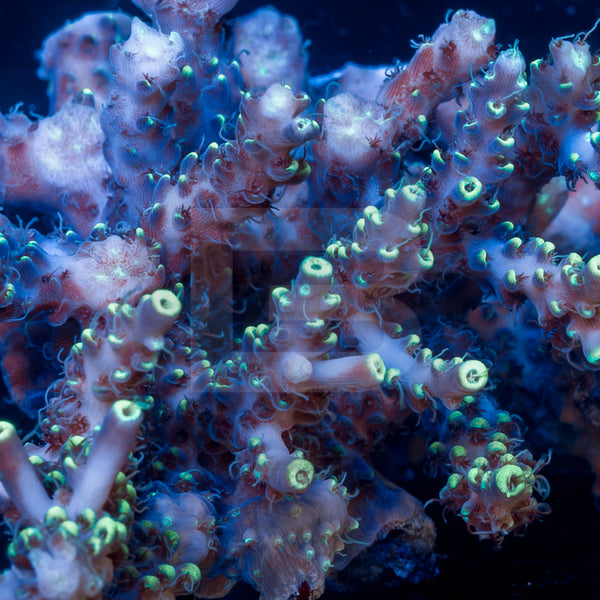 Reef Raft Wolverine – Battlecorals