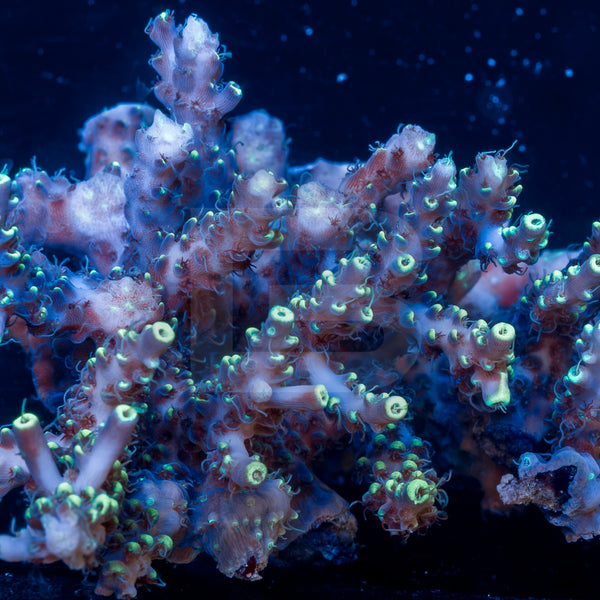 Reef Raft Wolverine – Battlecorals