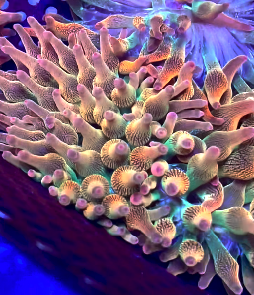 Team Mermaid Bubble Tip – Battlecorals