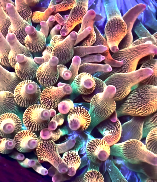 Team Mermaid Bubble Tip – Battlecorals