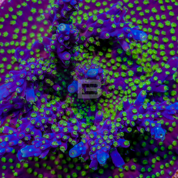 Shockwave – Battlecorals