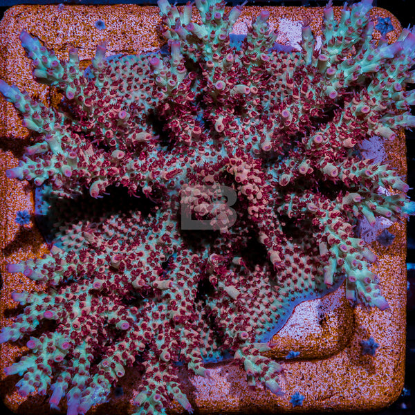 Bozo The Nasuta – Battlecorals