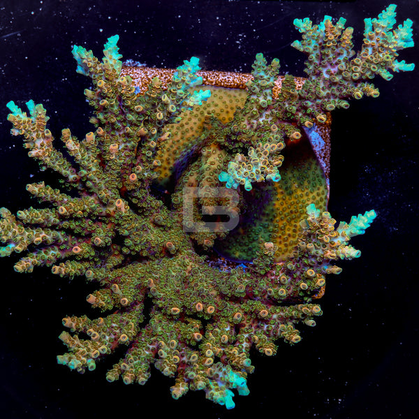 TSA Bill Murray – Battlecorals