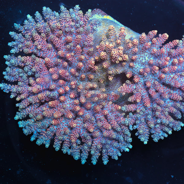 The The Table of Doom – Battlecorals