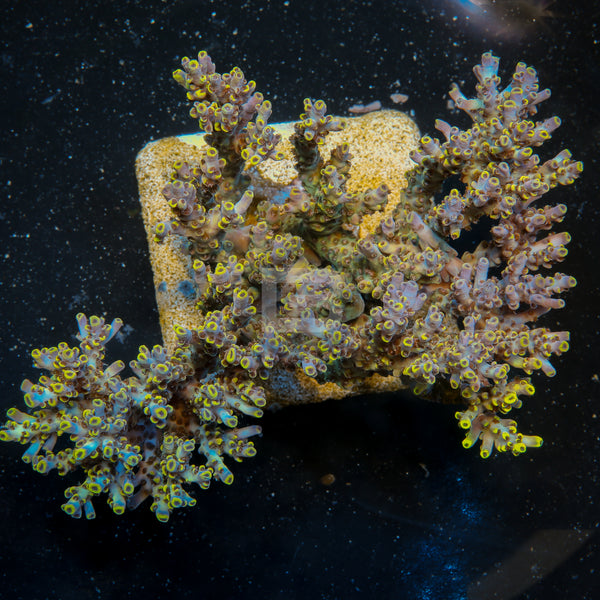 Blue Cyclobs – Battlecorals