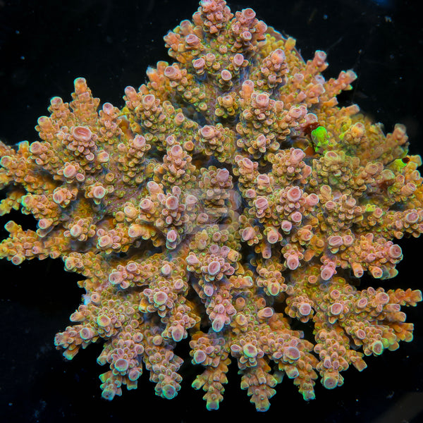 It's literally a golden fucking Acroberry – Battlecorals