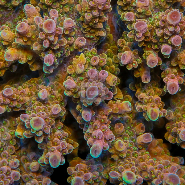 It's literally a golden fucking Acroberry – Battlecorals