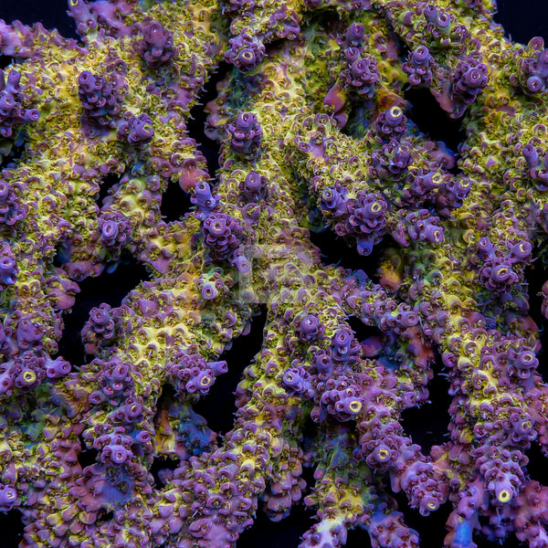 Wizzo Defuego – Battlecorals