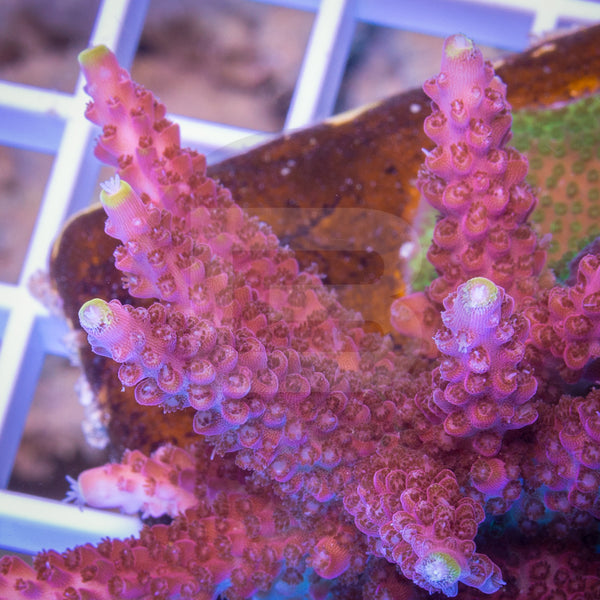 Yellow Head Stag – Battlecorals
