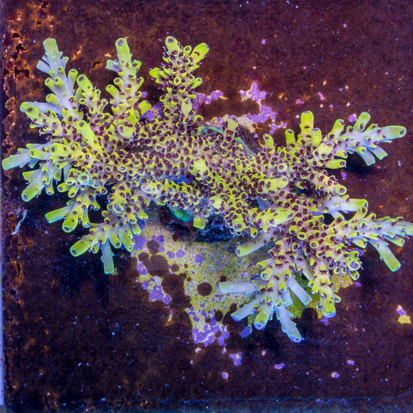 Mr Neutron – Battlecorals