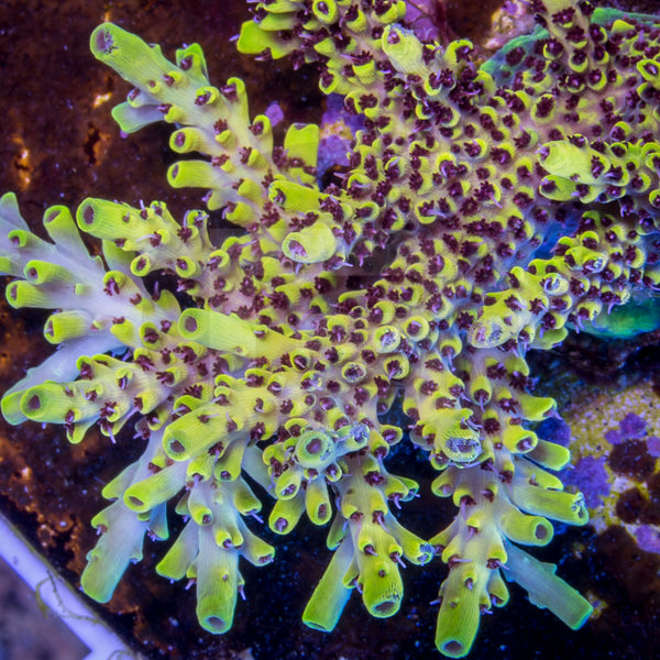 Mr Neutron – Battlecorals