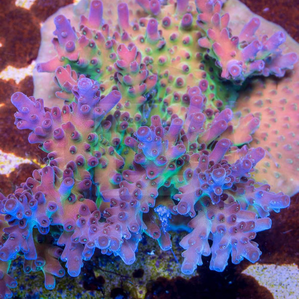 The Last Supernova – Battlecorals