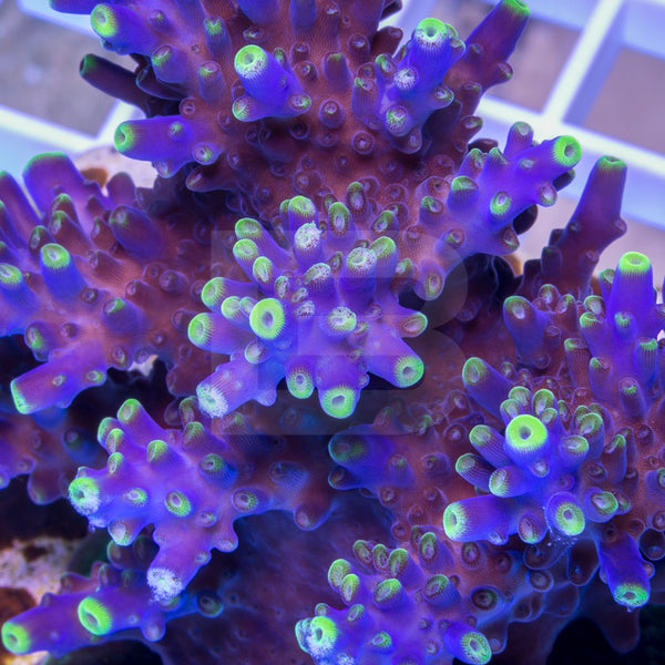 Bees Knees – Battlecorals