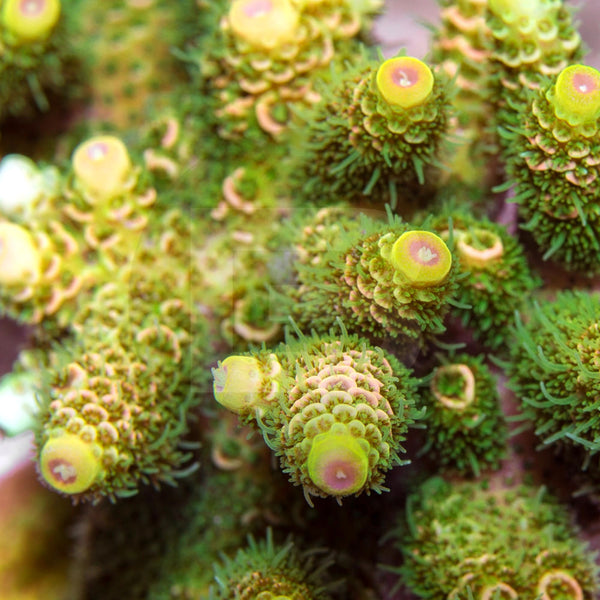 Sunnyx OG Sunset Milli – Battlecorals