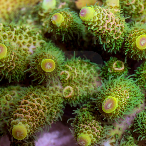 Sunnyx OG Sunset Milli – Battlecorals