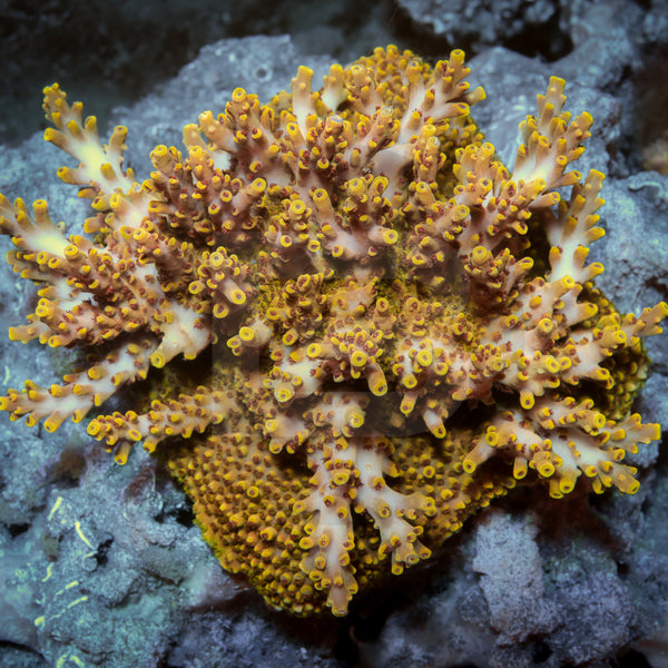 Lemon Hammer – Battlecorals