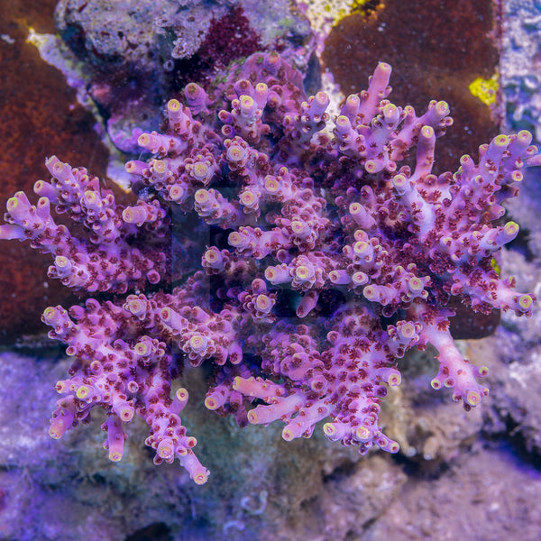 Catapult Fireball – Battlecorals