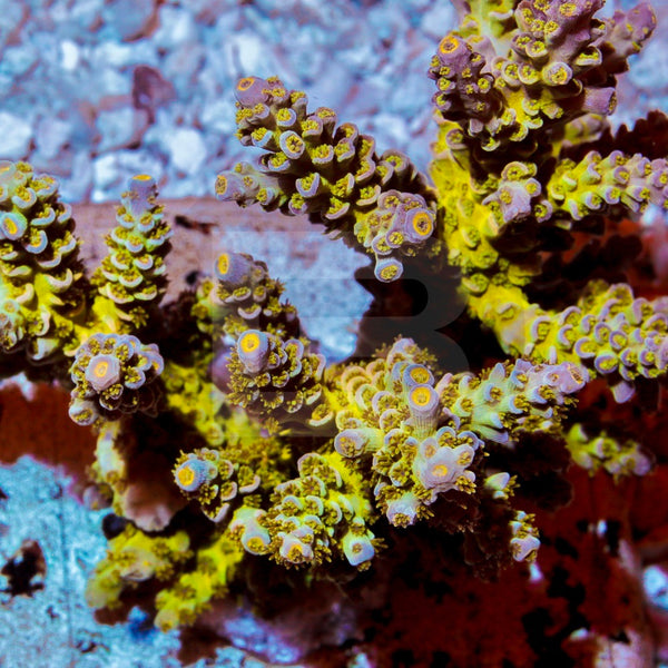 Brundlefly – Battlecorals