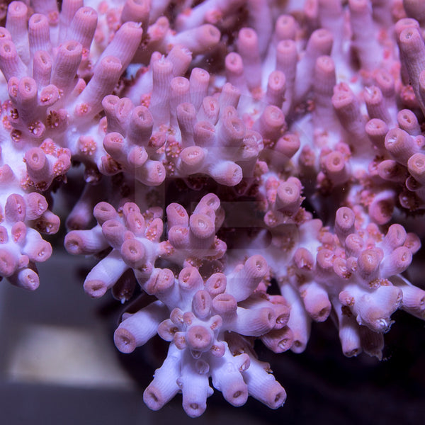 Fire Polyp Fire Table Fire Acro – Battlecorals