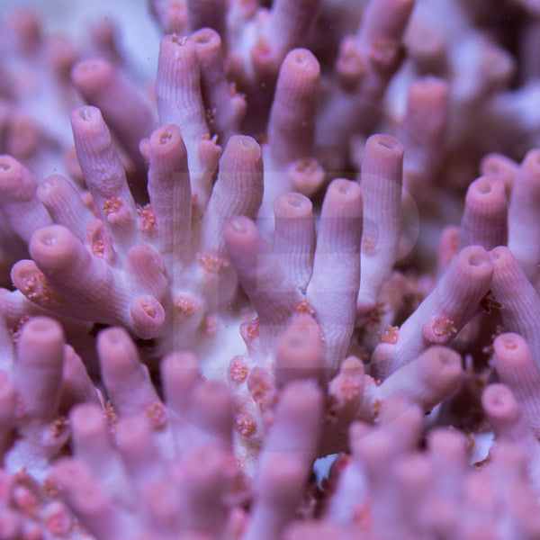 Fire Polyp Fire Table Fire Acro – Battlecorals