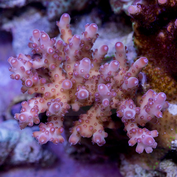 Ruby Tipped Granny – Battlecorals