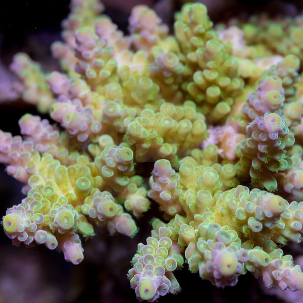 Yellow tort – Battlecorals
