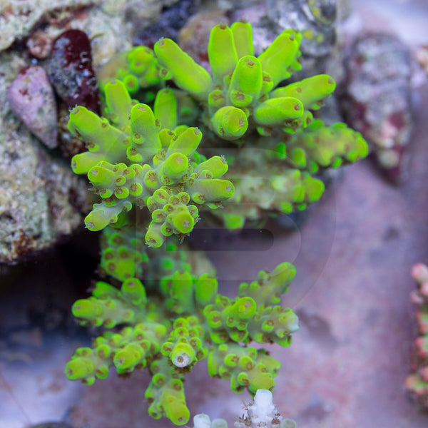 PU 94 – Battlecorals