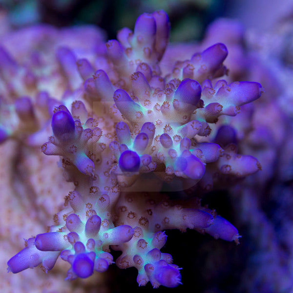 rainbow acro – Battlecorals