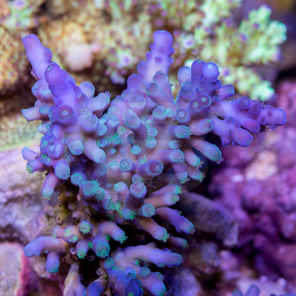 ora cali tort – Battlecorals