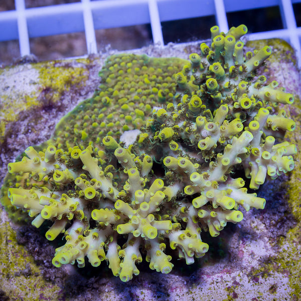 Death Lemon – Battlecorals