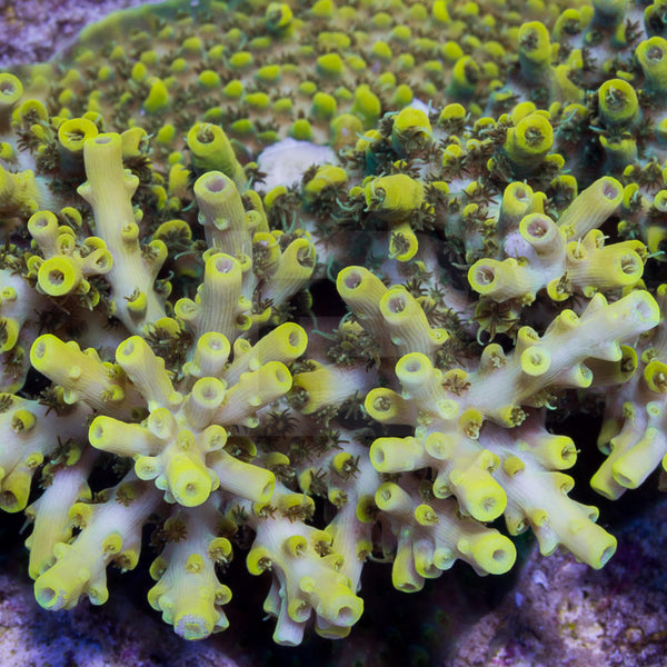 Death Lemon – Battlecorals