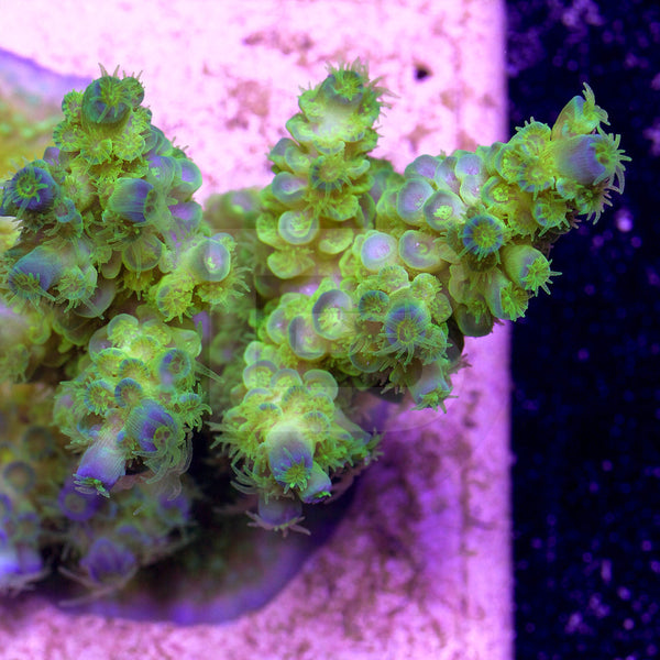 Spook City – Battlecorals