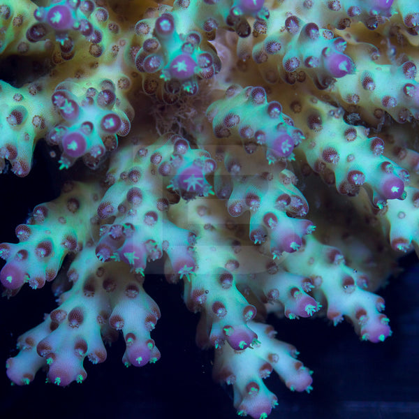 Nilbog Resident – Battlecorals