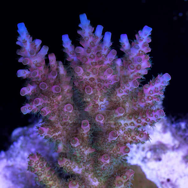 pro corals superman table – Battlecorals